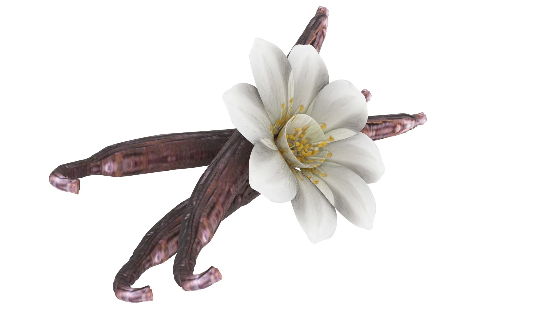 Vanilla 3D Model - TurboSquid 2243521