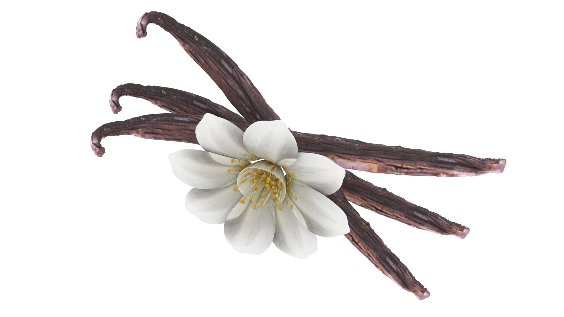 Vanilla 3D Model - TurboSquid 2243521