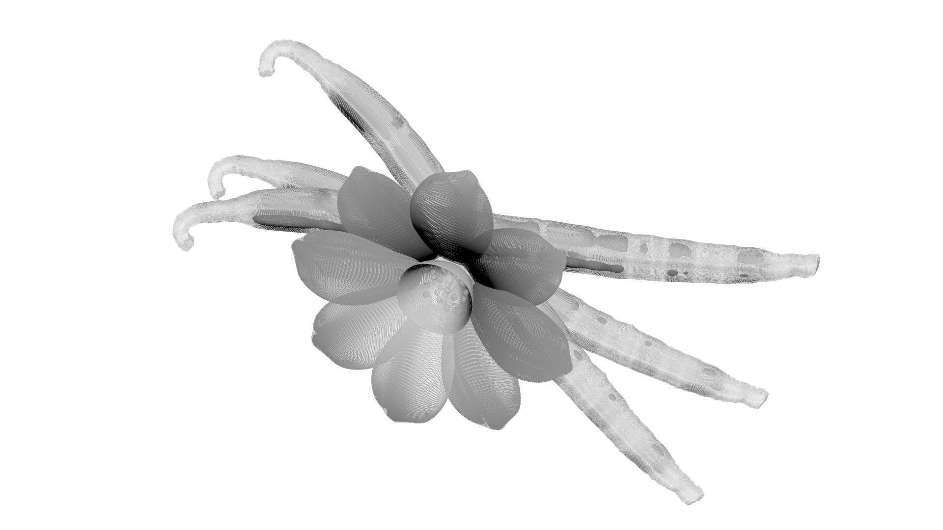 Vanilla 3D Model - TurboSquid 2243521