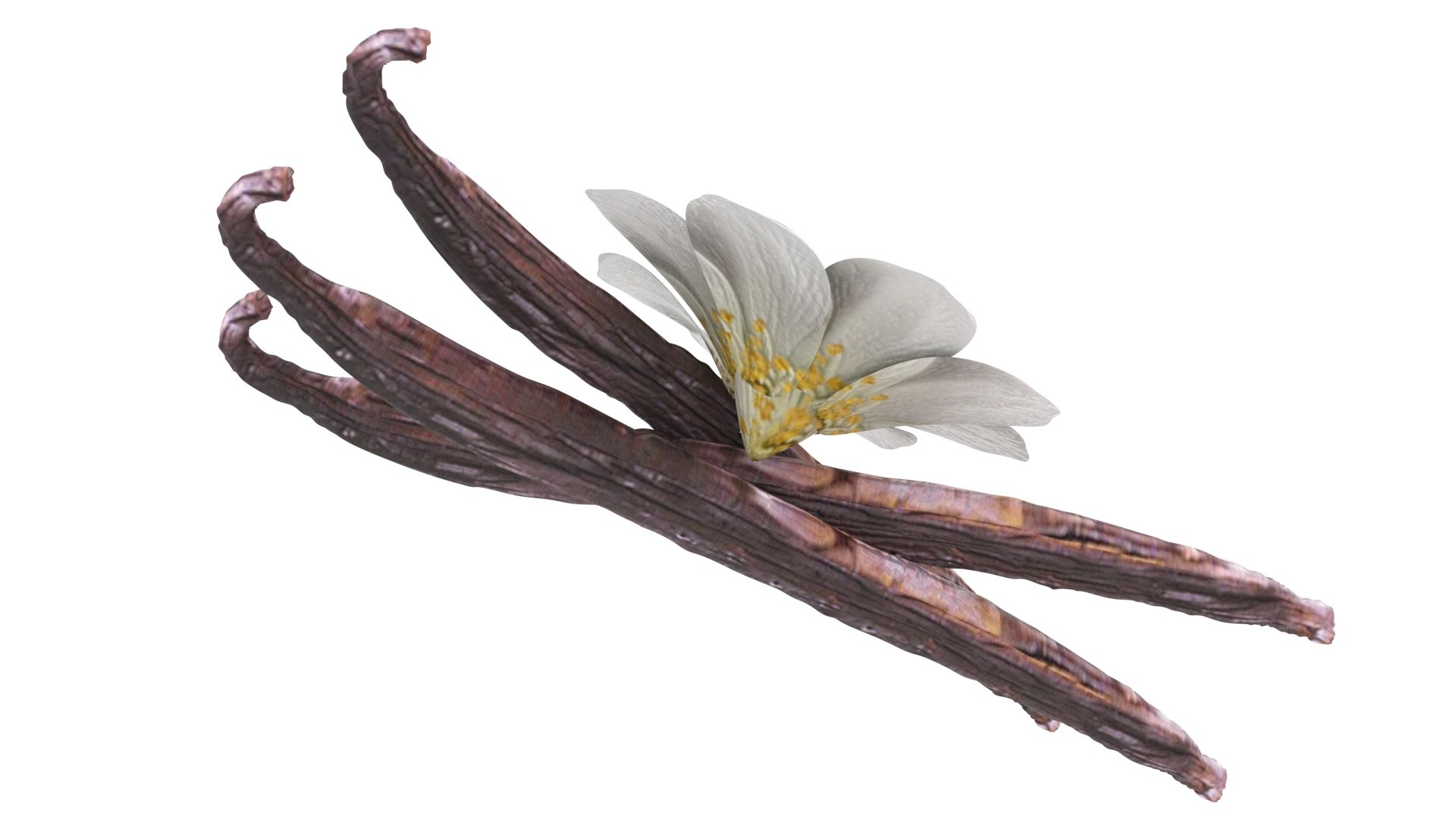 Vanilla 3D Model - TurboSquid 2243521