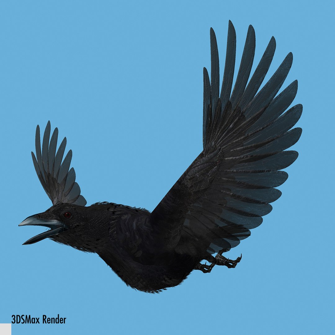 crow rigged lightwave 3d model