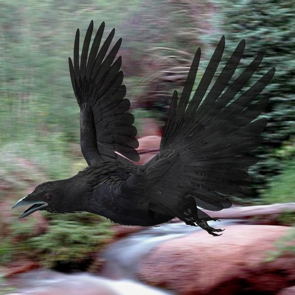 crow rigged lightwave 3d model