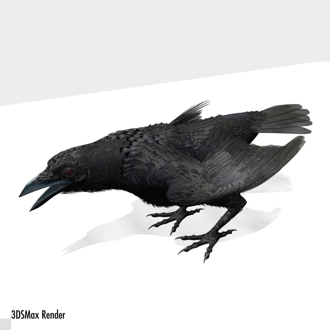 crow rigged lightwave 3d model
