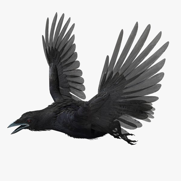 Bird 3D Models for Download | TurboSquid