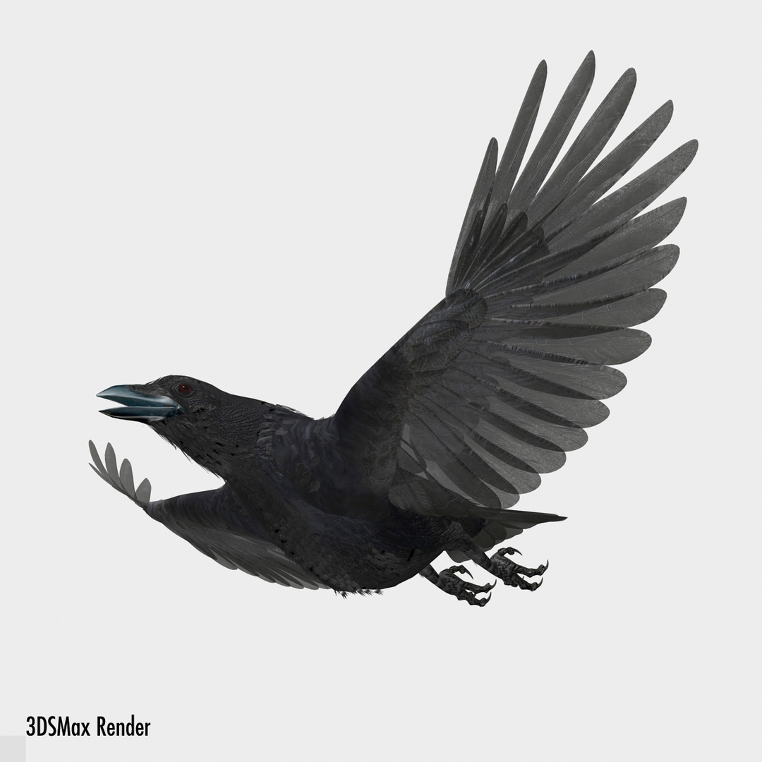 crow rigged lightwave 3d model