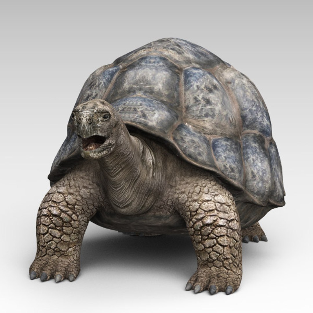 Tortoise 3d Model