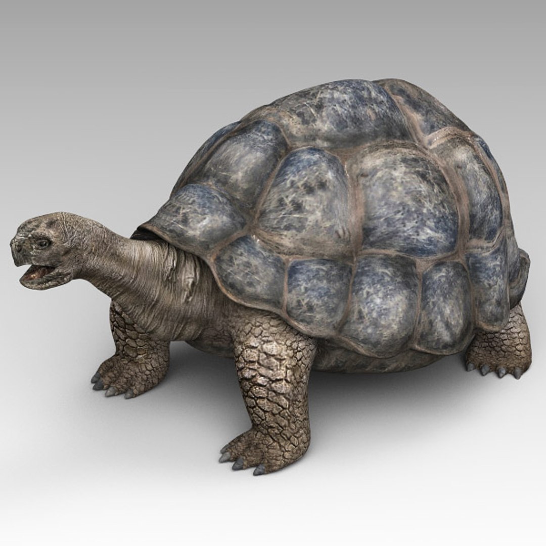 Tortoise 3d Model