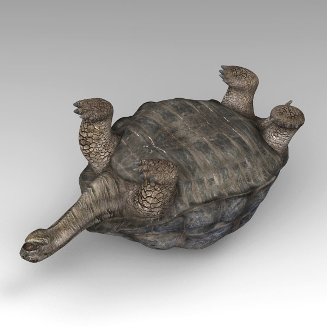 Tortoise 3d Model