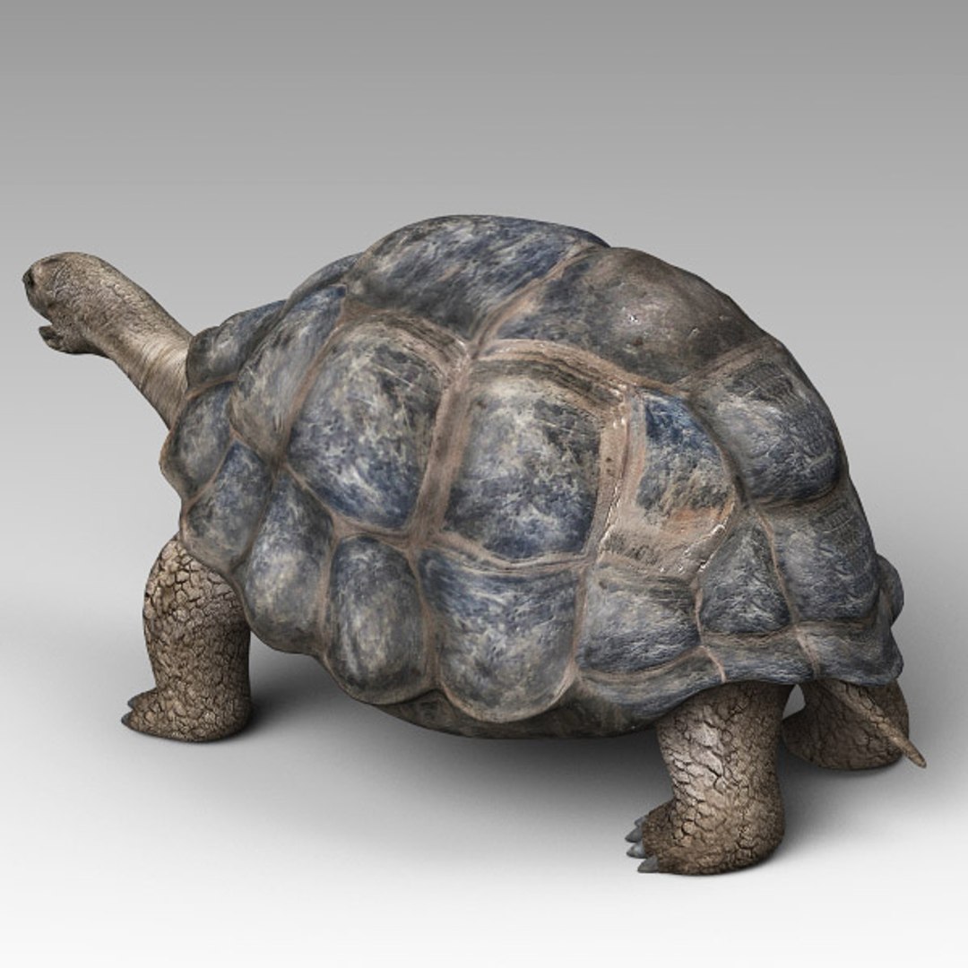 Tortoise 3d Model