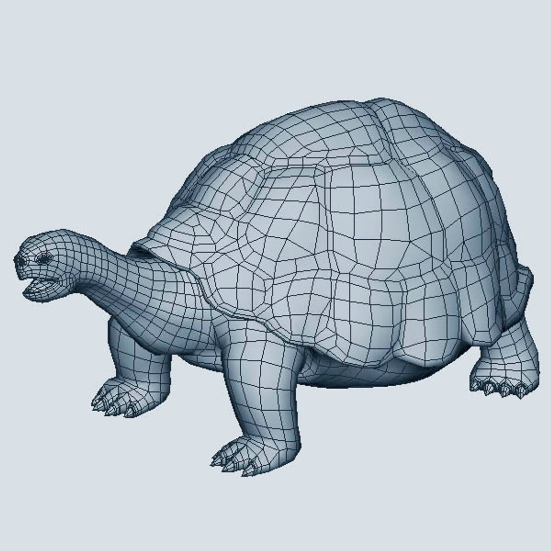 Tortoise 3d Model