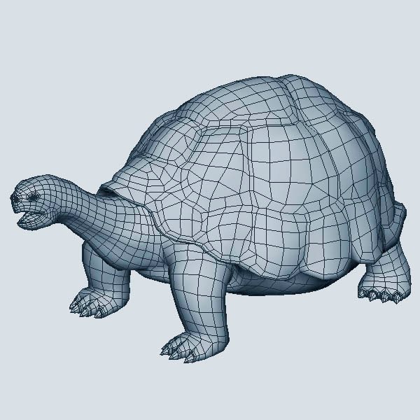 tortoise 3d model