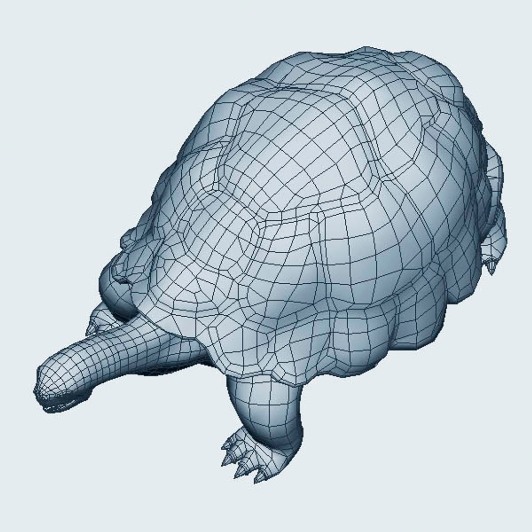 Tortoise 3d Model