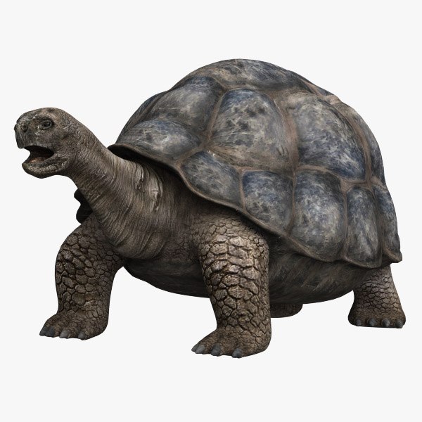 tortoise 3d model