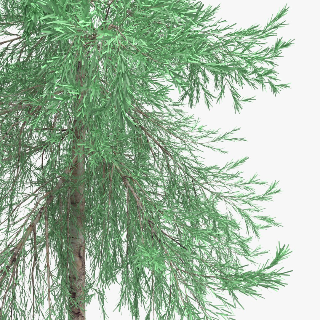 pine tree 3d model