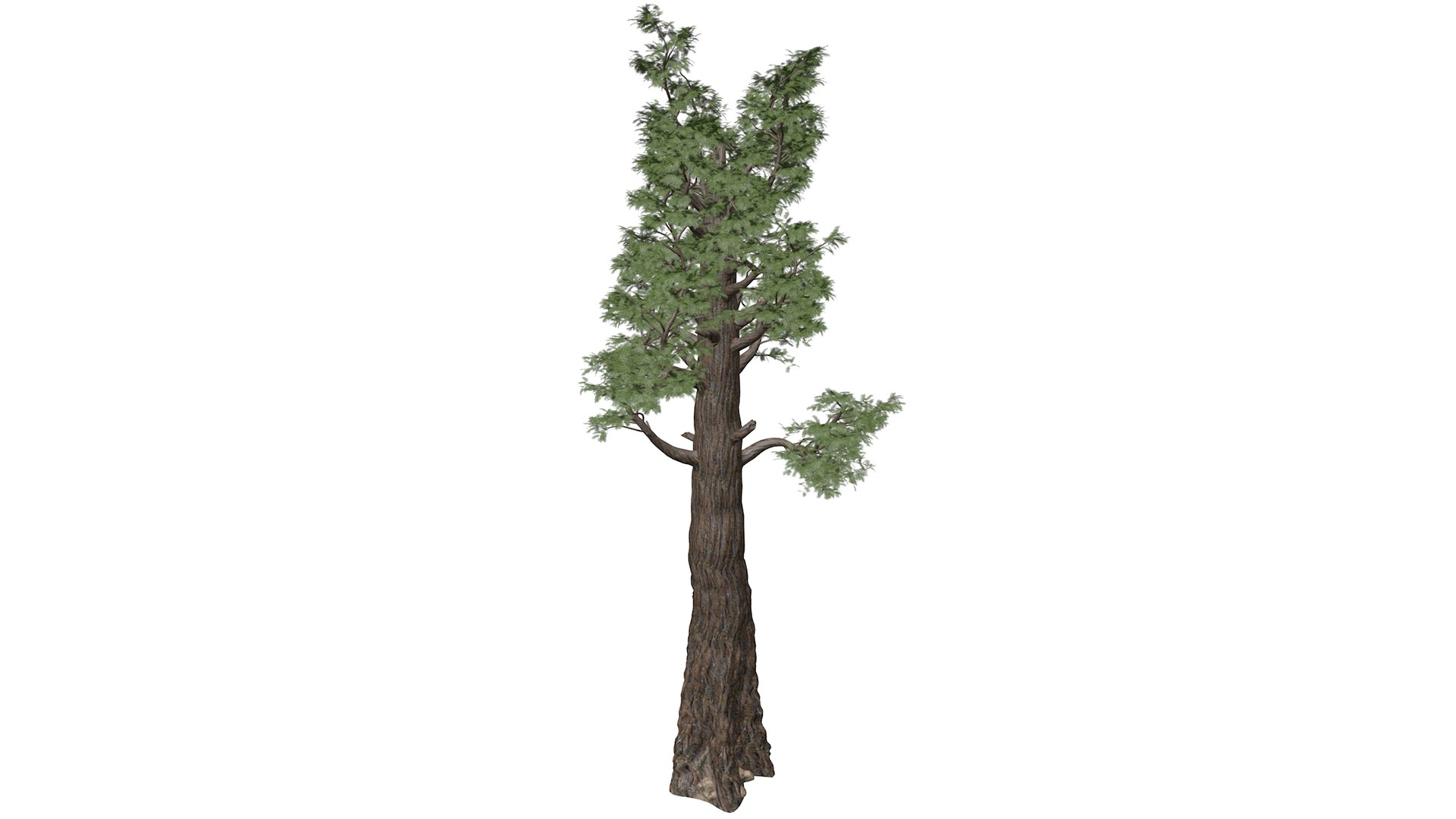 3D Giant Redwood Sequoia Tree Collection - TurboSquid 2378782