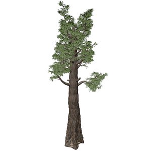 3D Redwood Models - Browse & Download Formats - TurboSquid
