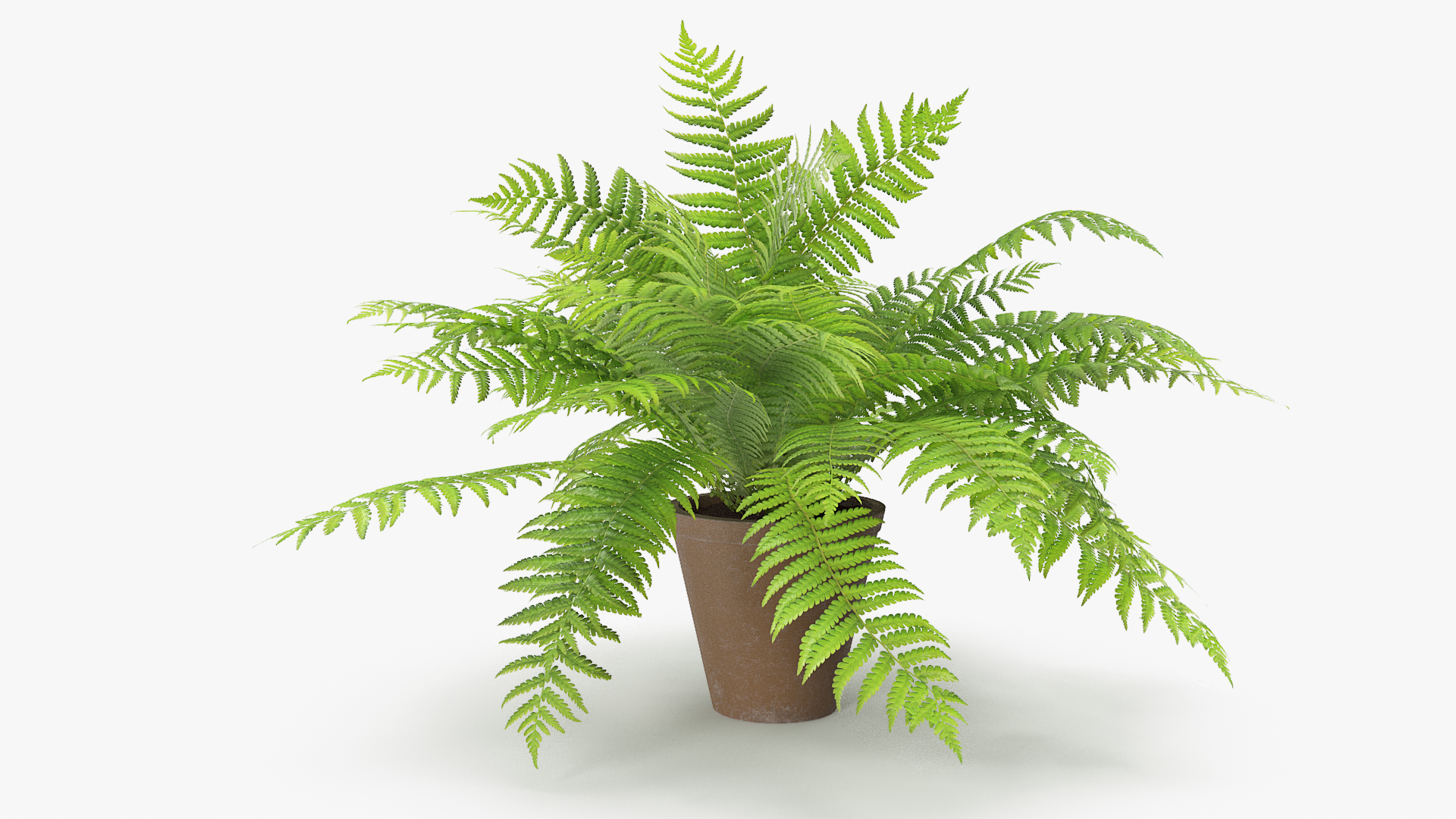 3D Pot Fern - TurboSquid 1613917