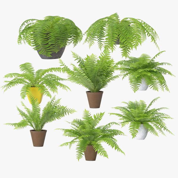 Fern 3D Models for Download | TurboSquid