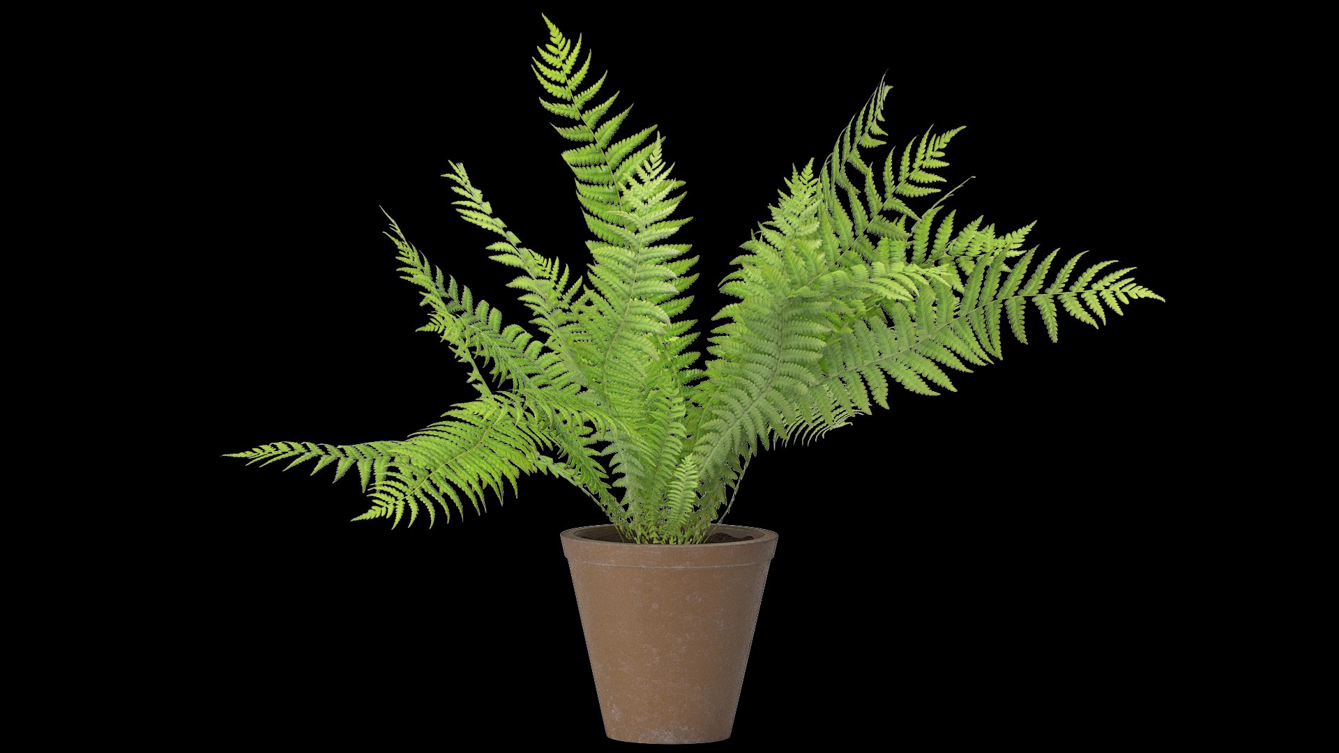 3D Pot Fern - TurboSquid 1613917