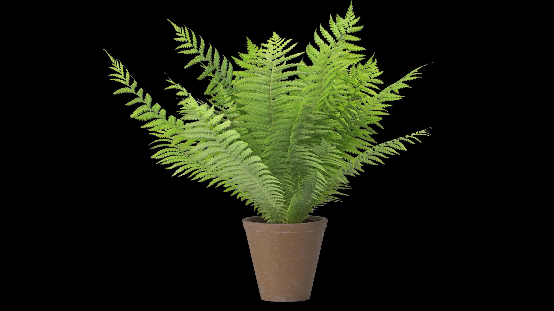 3D Pot Fern - TurboSquid 1613917
