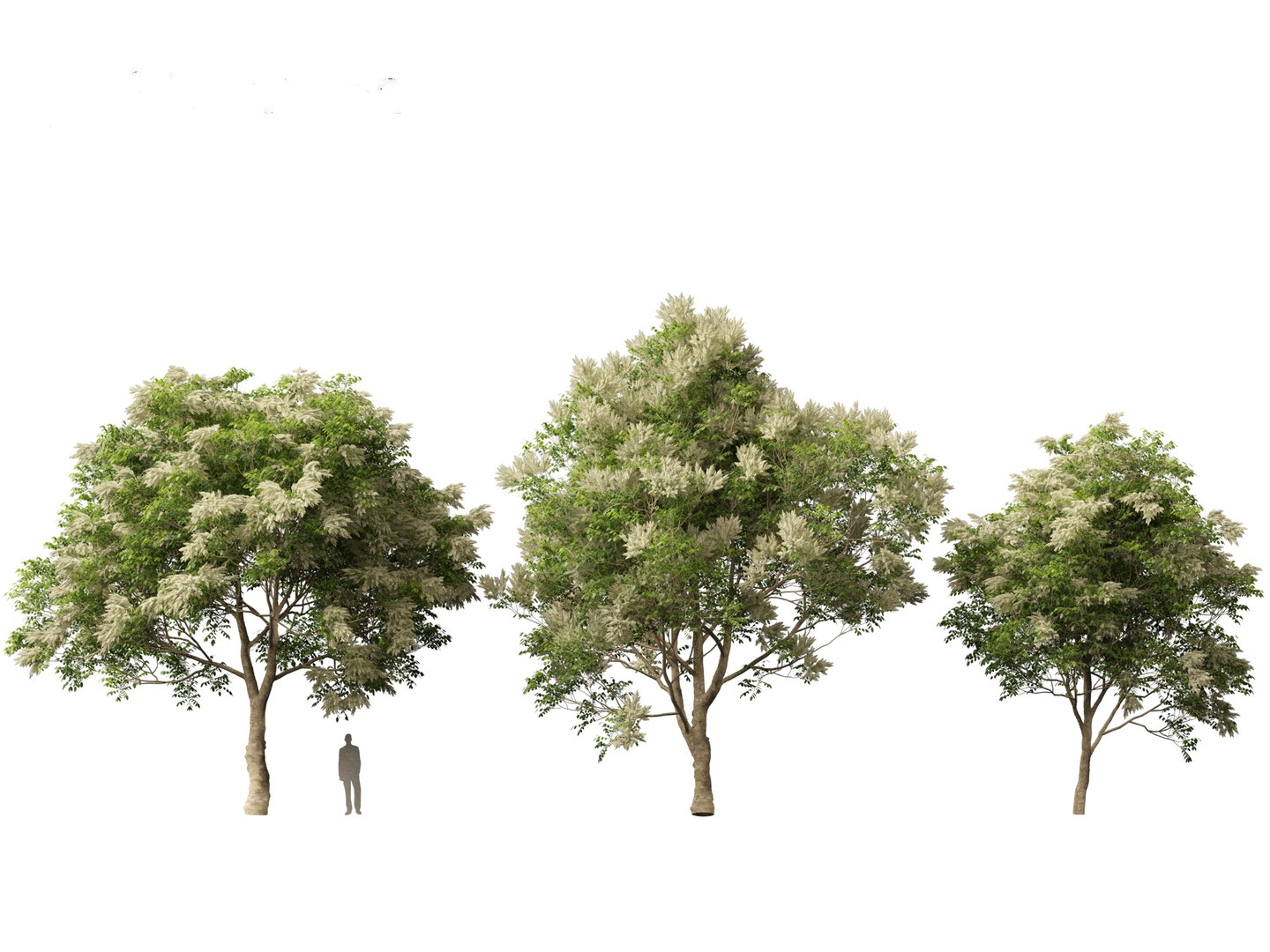 3D Fraxinus Griffithii - Griffiths Ash - TurboSquid 2146736