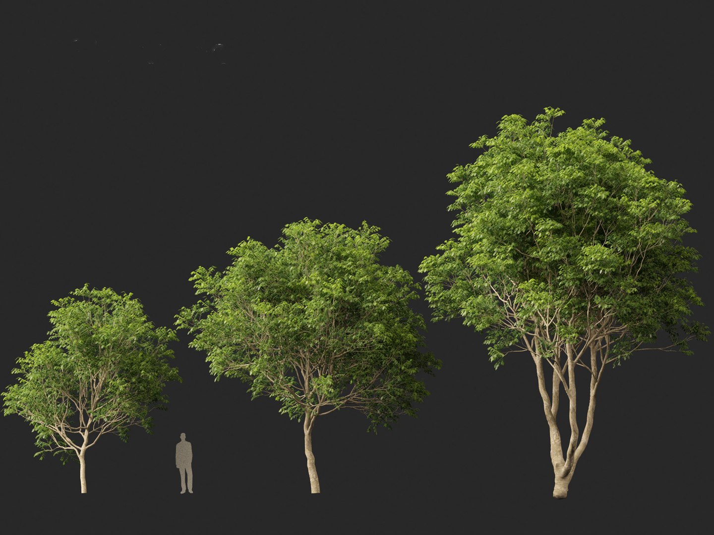 3D Fraxinus Griffithii - Griffiths Ash - TurboSquid 2146736