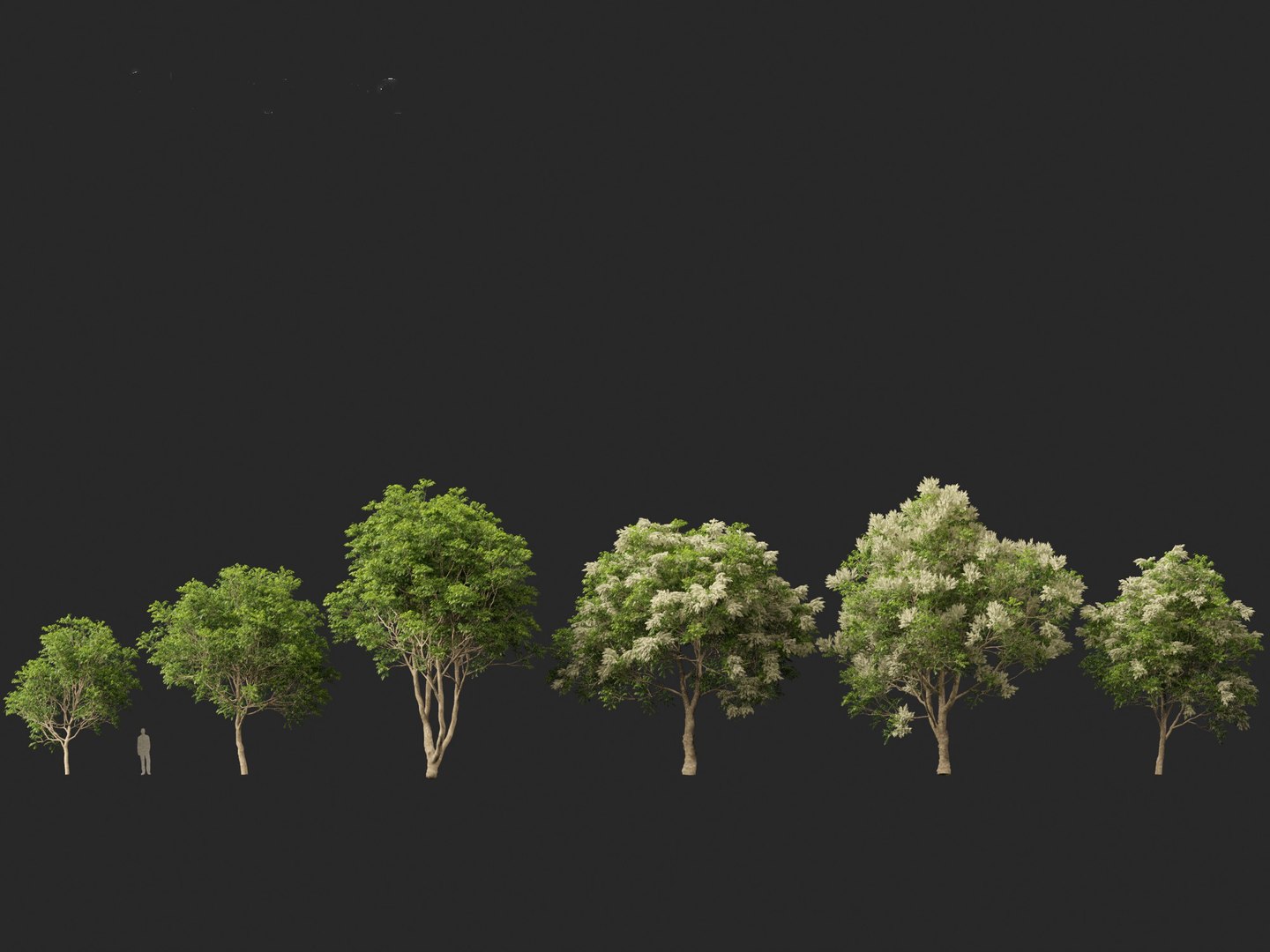 3D Fraxinus Griffithii - Griffiths Ash - TurboSquid 2146736