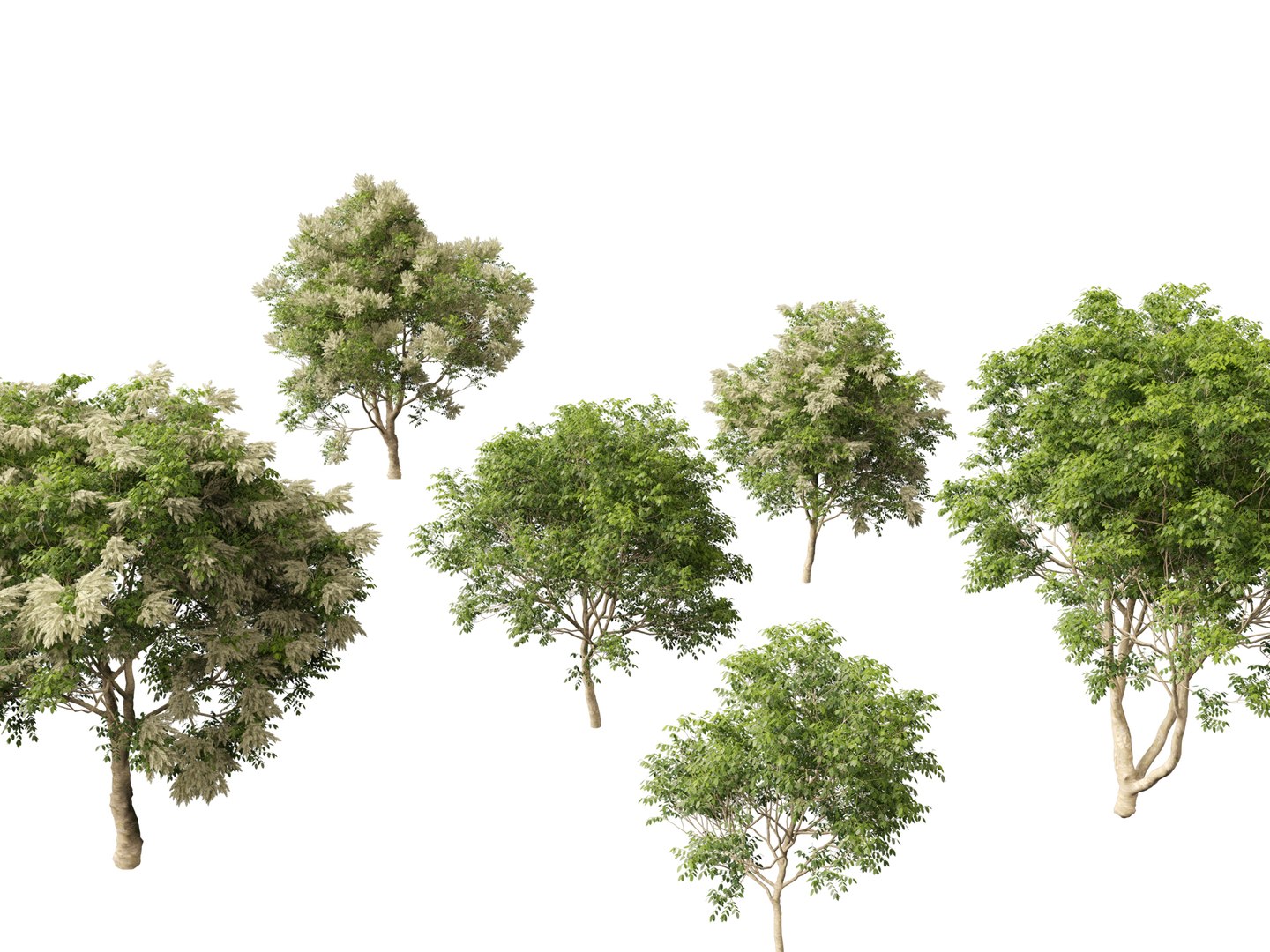 3D Fraxinus Griffithii - Griffiths Ash - TurboSquid 2146736