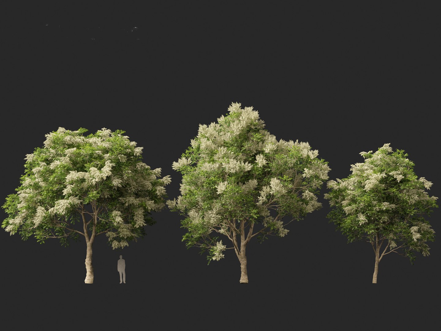 3D Fraxinus Griffithii - Griffiths Ash - TurboSquid 2146736