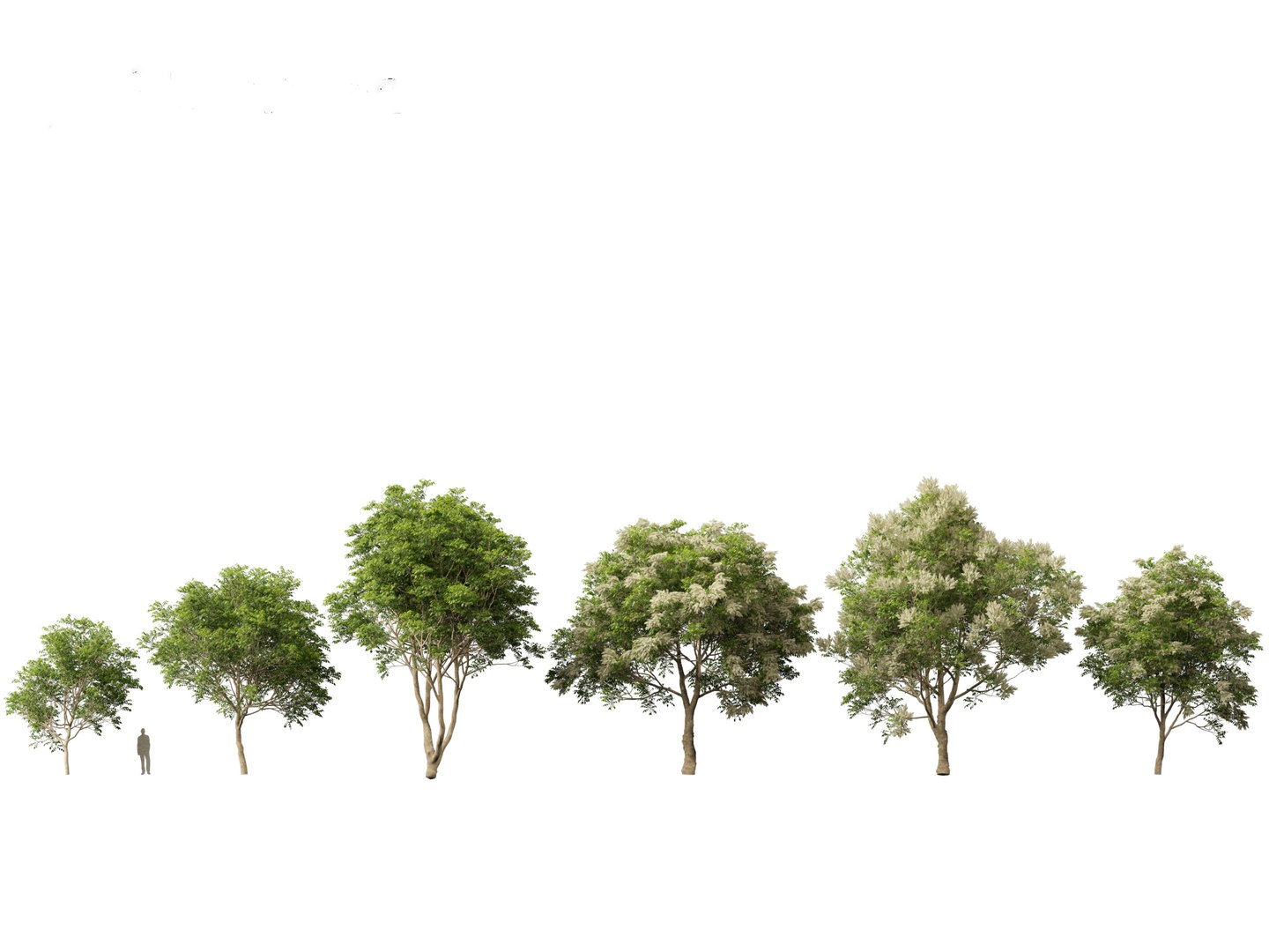 3D Fraxinus Griffithii - Griffiths Ash - TurboSquid 2146736