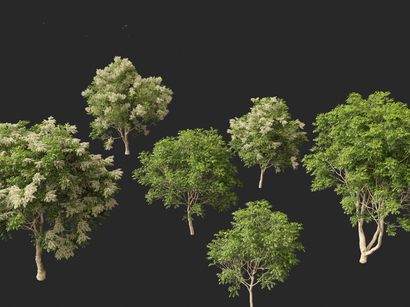 3D Fraxinus Griffithii - Griffiths Ash - TurboSquid 2146736