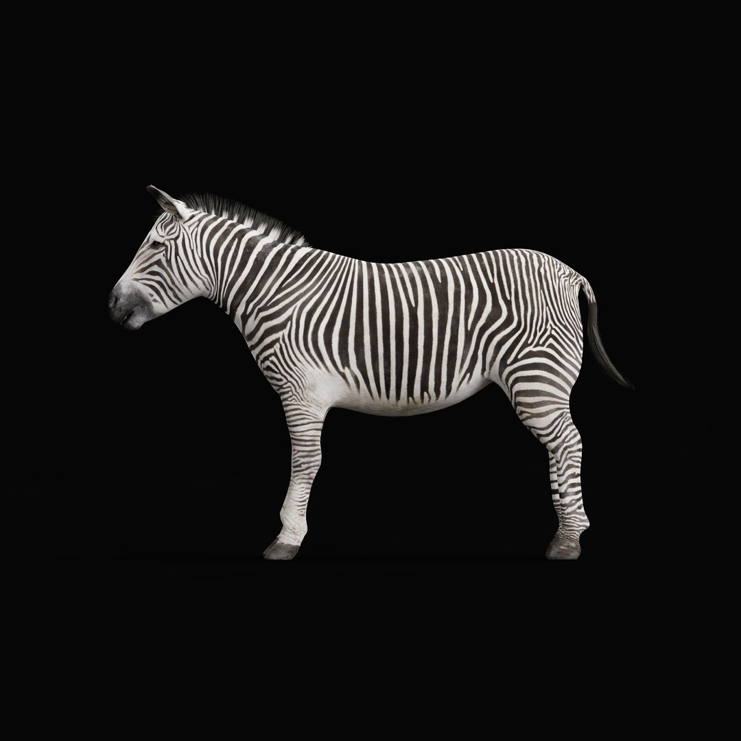 Imperial Zebra 3D - TurboSquid 2298616