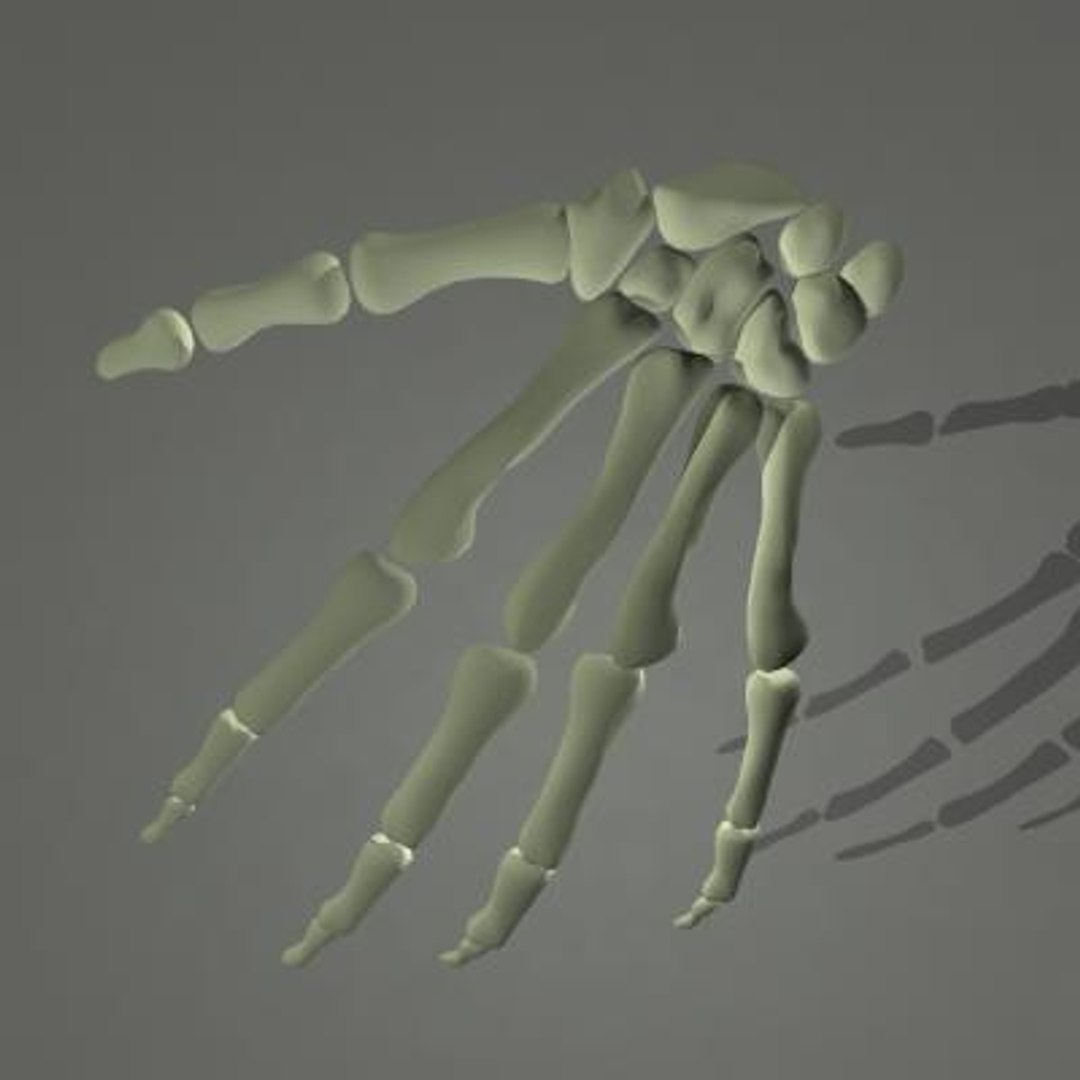 Maya Human Skeleton Hand Bones