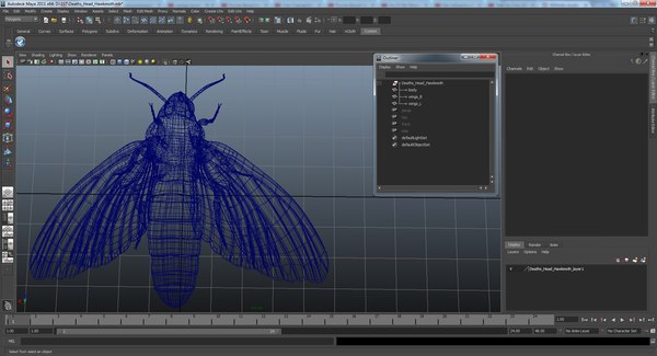 deaths head hawkmoth 3d x
