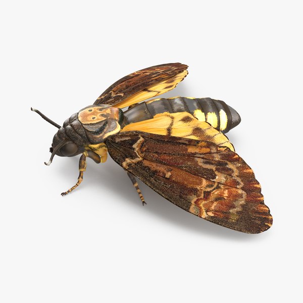 3D model moths set atlas - TurboSquid 1221525