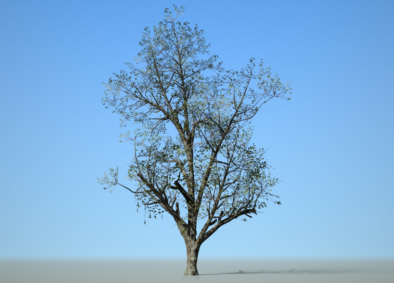 Tree Collection 001 Model - TurboSquid 1733549
