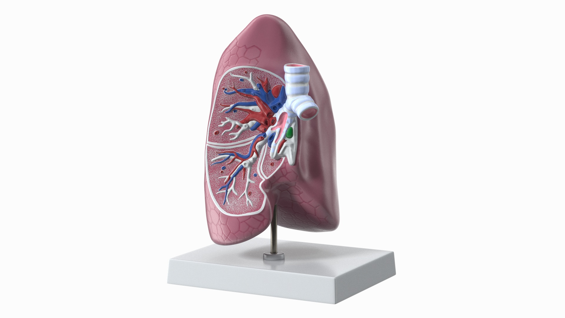 Human Lung Anatomy Plastic Model Model - TurboSquid 2389981