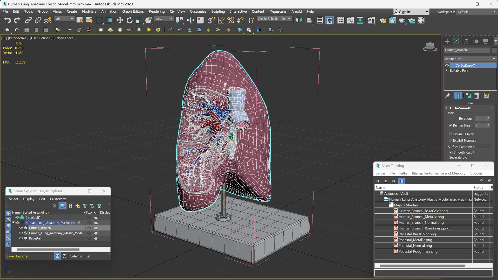 Human Lung Anatomy Plastic Model Model - TurboSquid 2389981