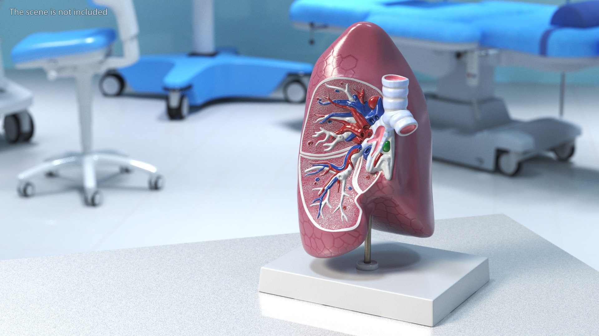 Human Lung Anatomy Plastic Model Model - TurboSquid 2389981