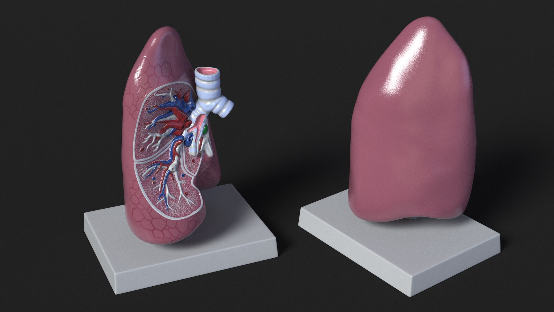 Human Lung Anatomy Plastic Model Model - TurboSquid 2389981