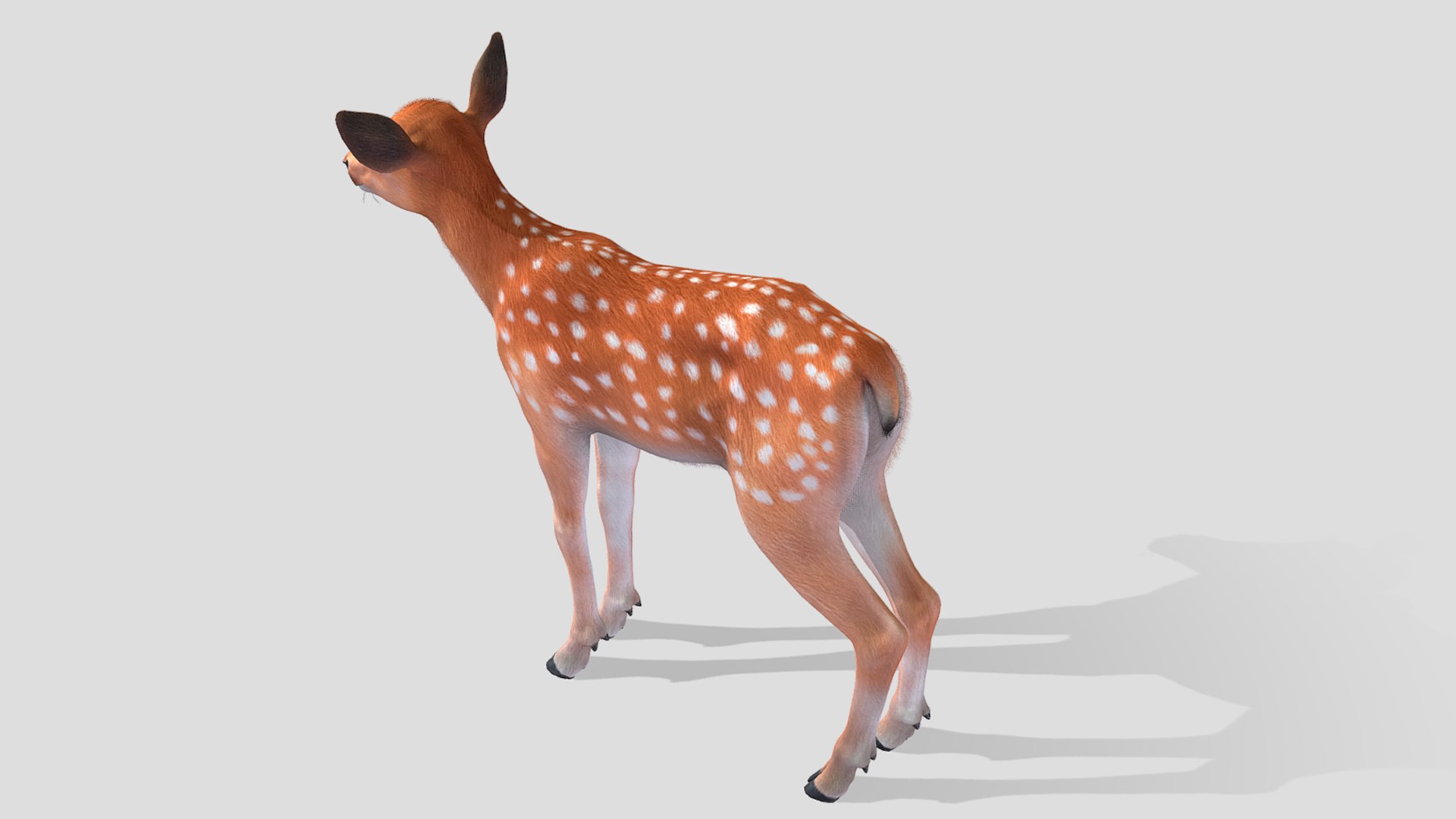3D Deer - Calf model - TurboSquid 2145771
