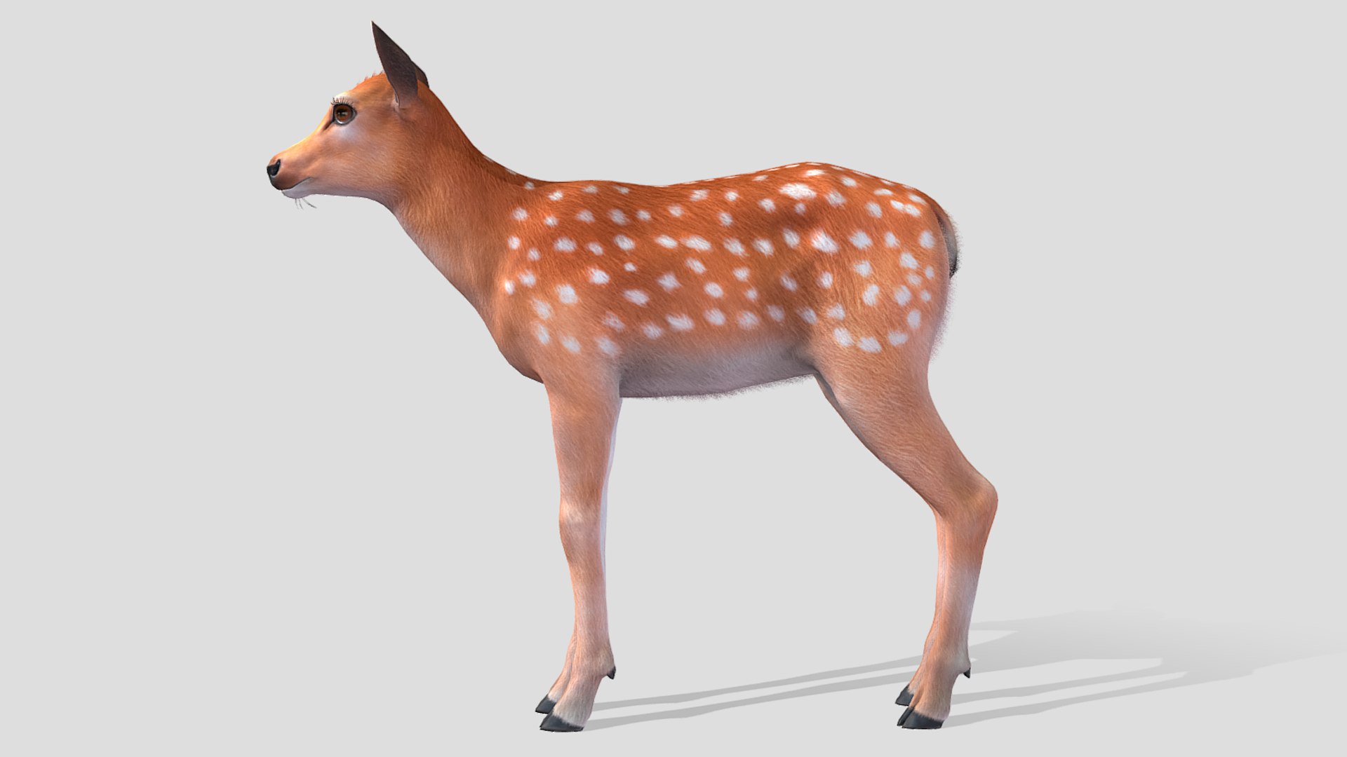 3D Deer - Calf model - TurboSquid 2145771