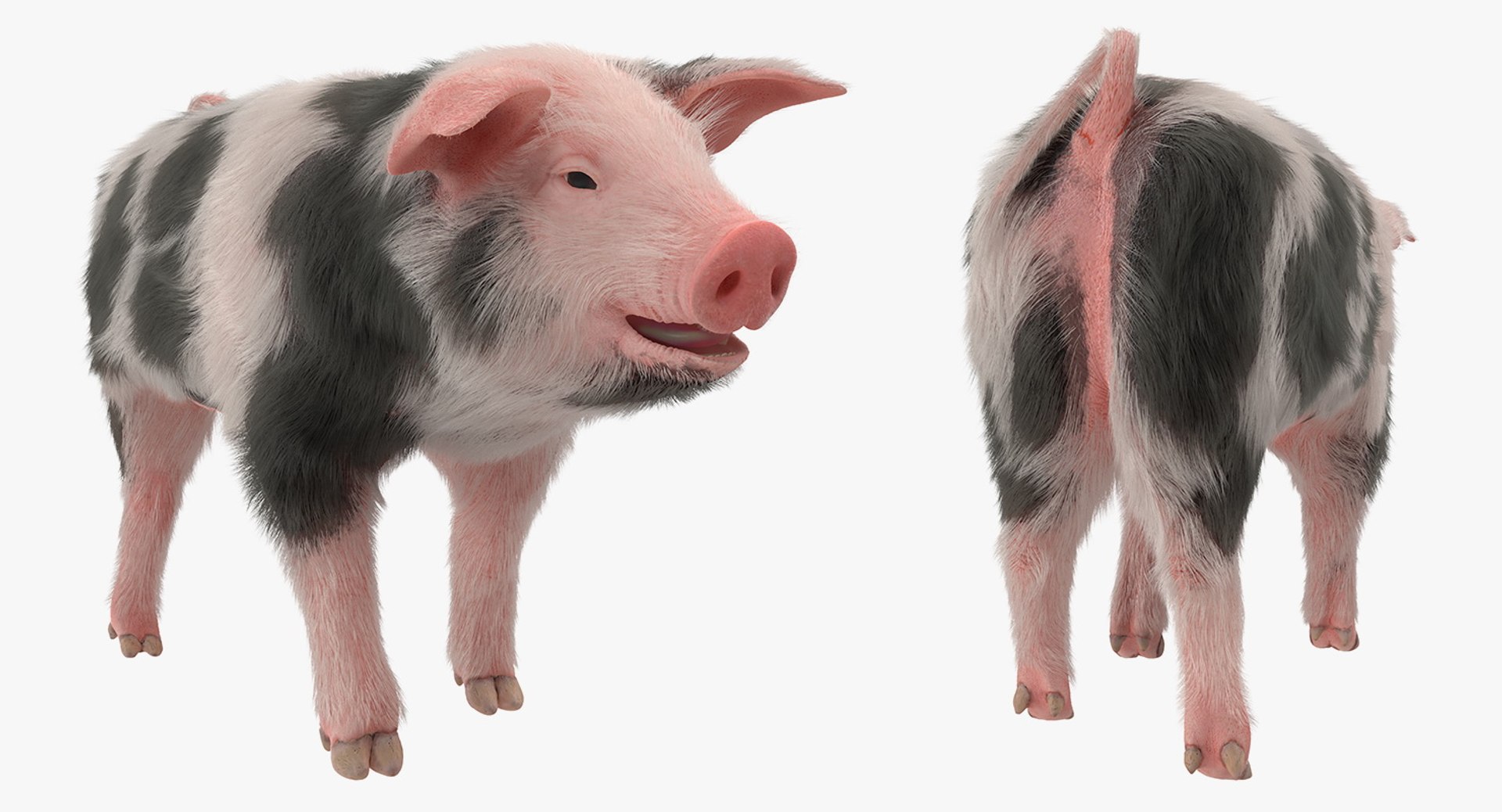 3D Model Pig Piglet Pietrain Walking - TurboSquid 1355773