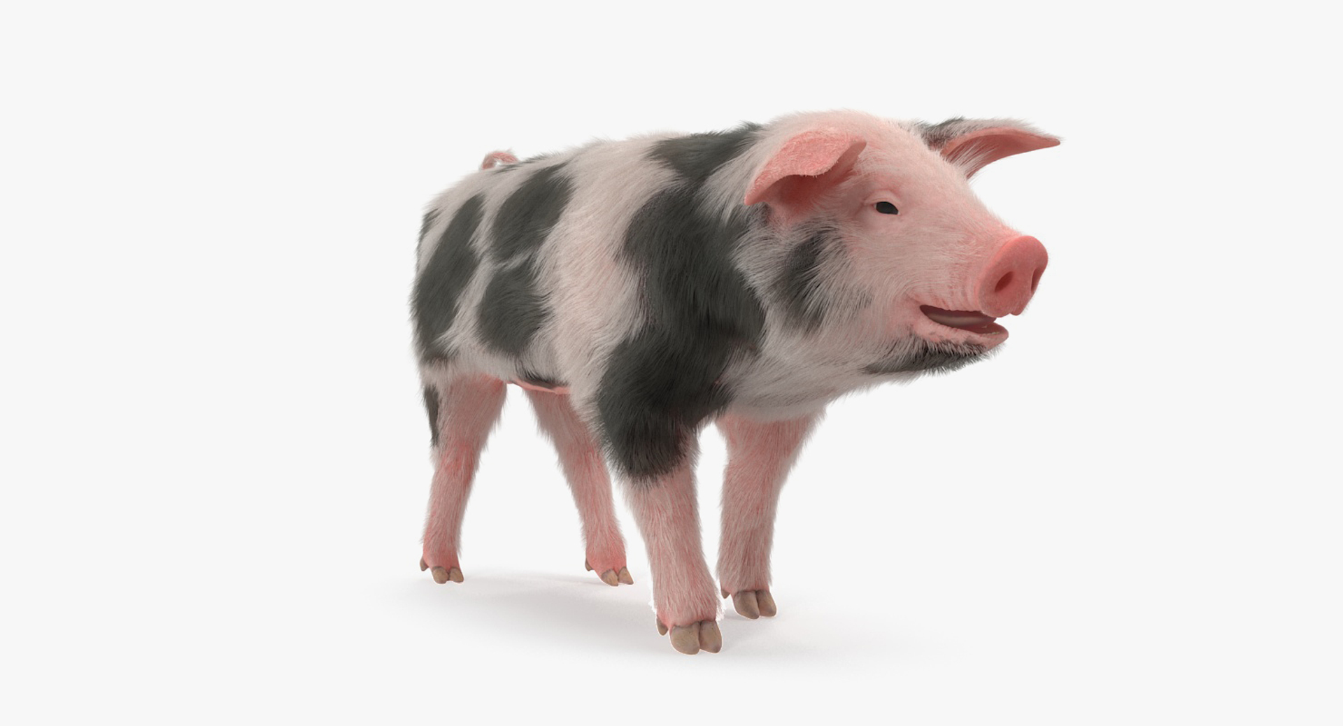 3D Model Pig Piglet Pietrain Walking - TurboSquid 1355773