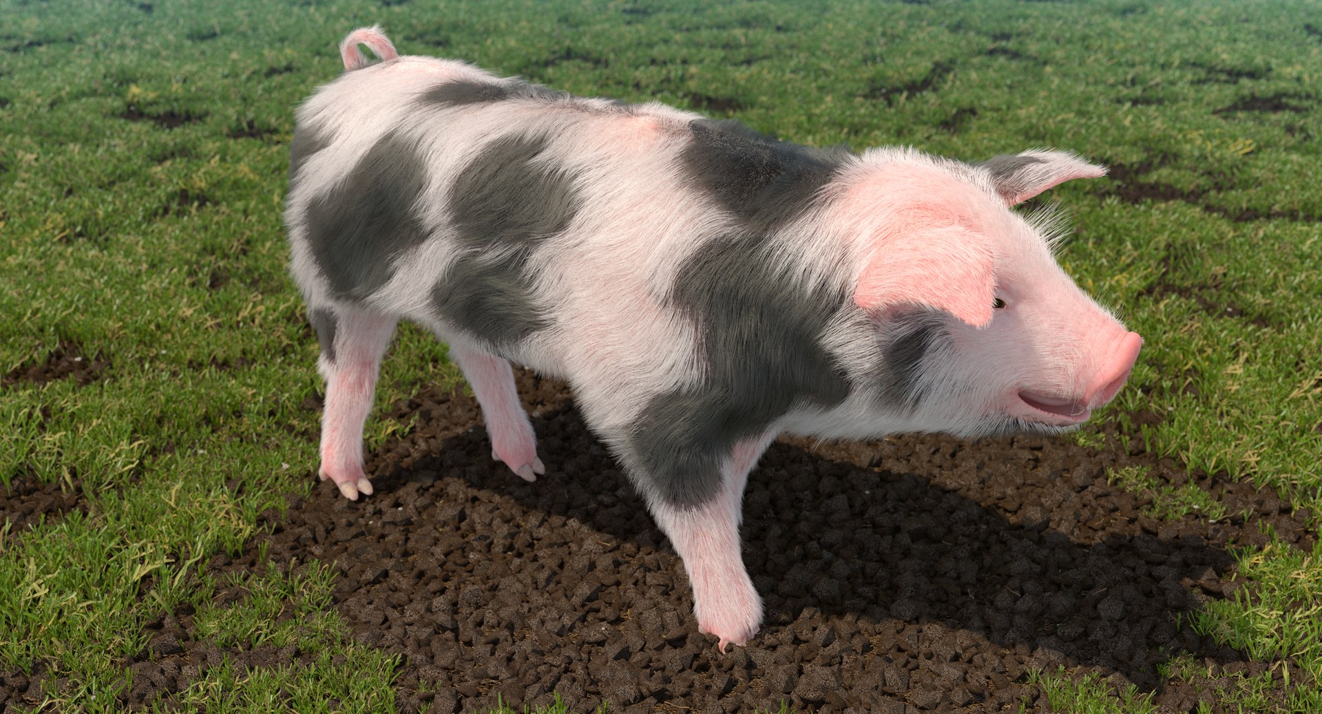 3D Model Pig Piglet Pietrain Walking - TurboSquid 1355773