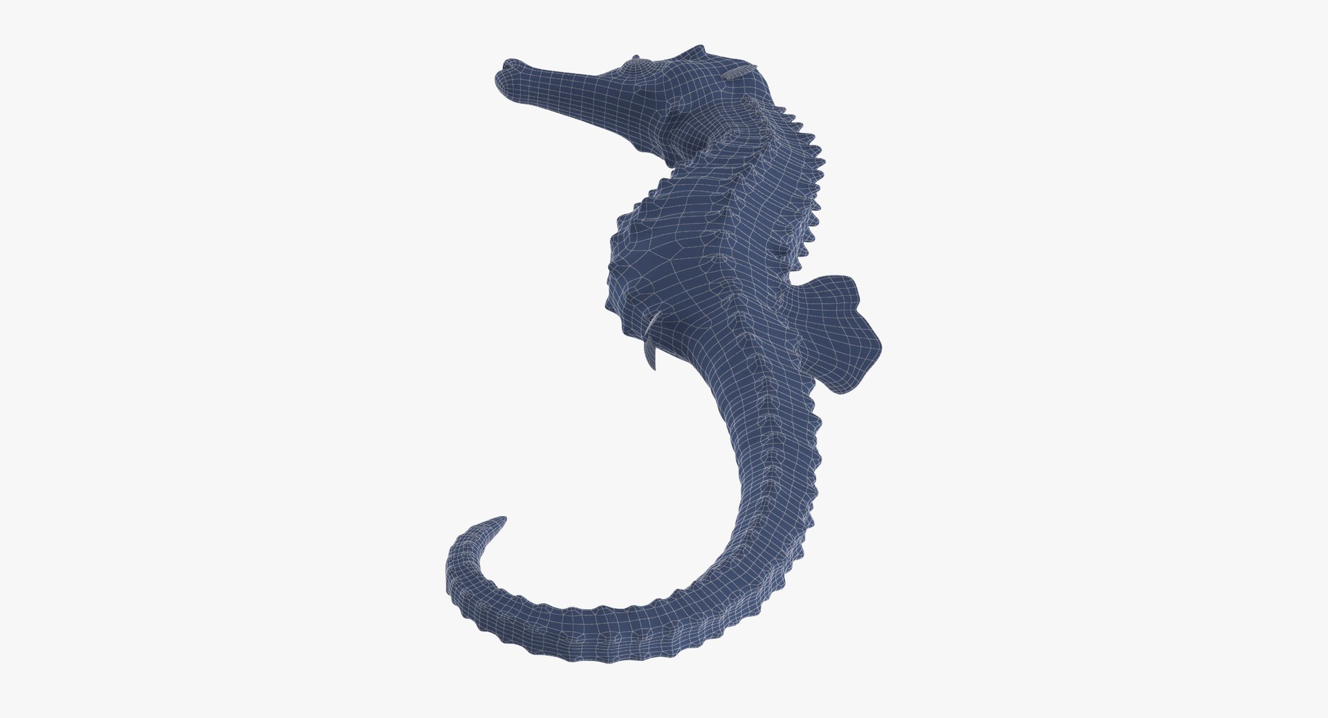 seahorse rigged 3d max