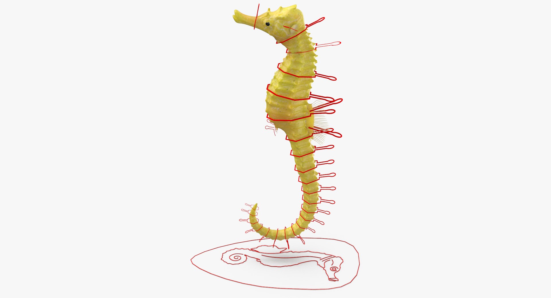 Seahorse Rigged 3d Max