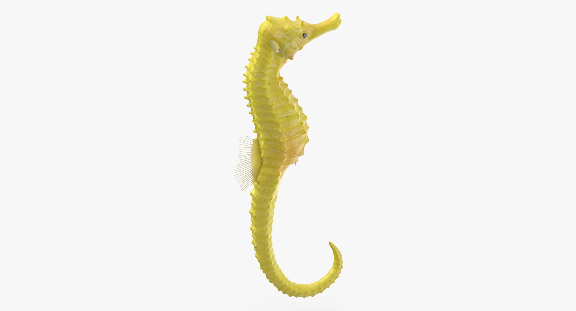 Seahorse Rigged 3d Max