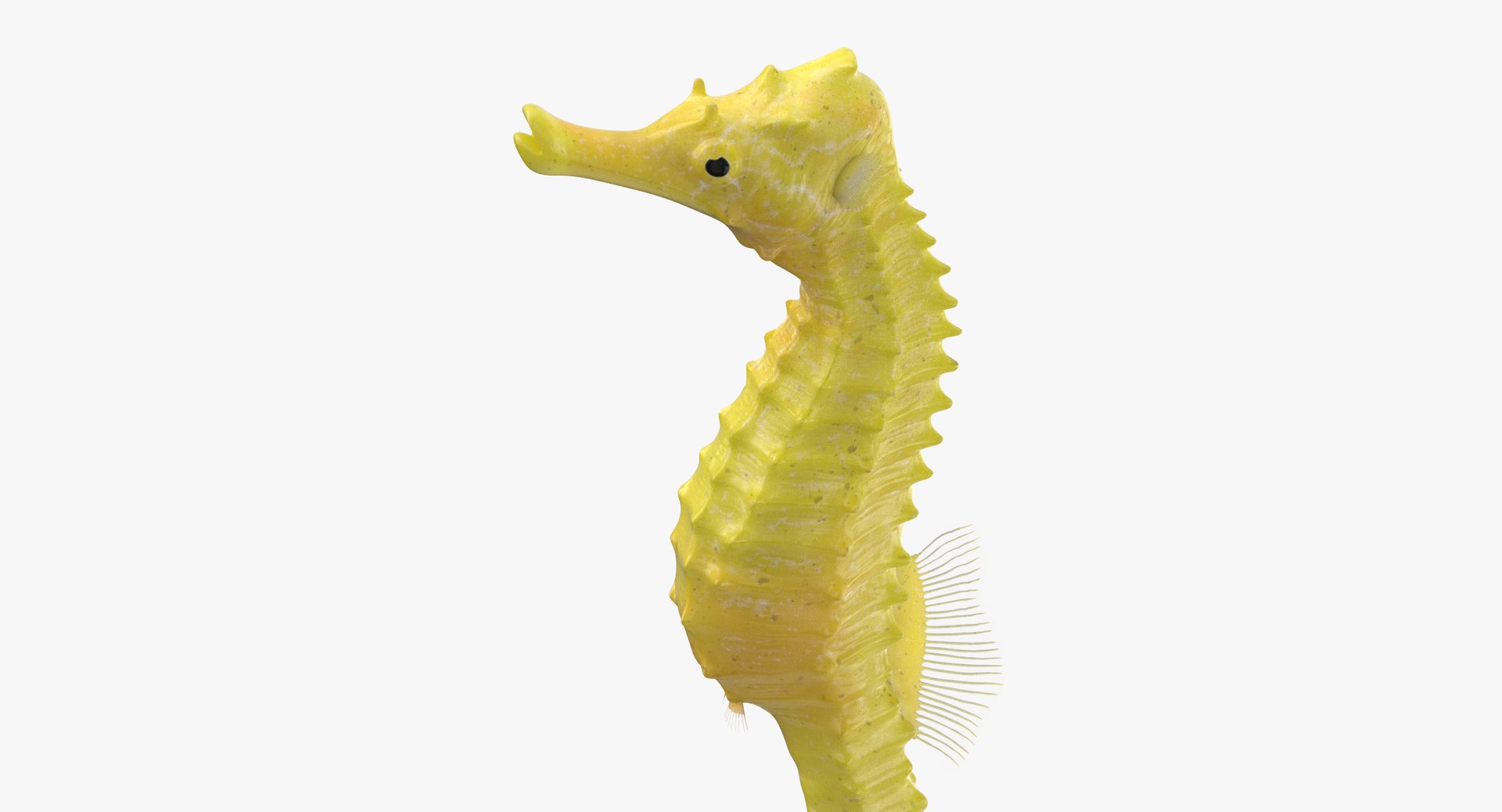 Seahorse Rigged 3d Max