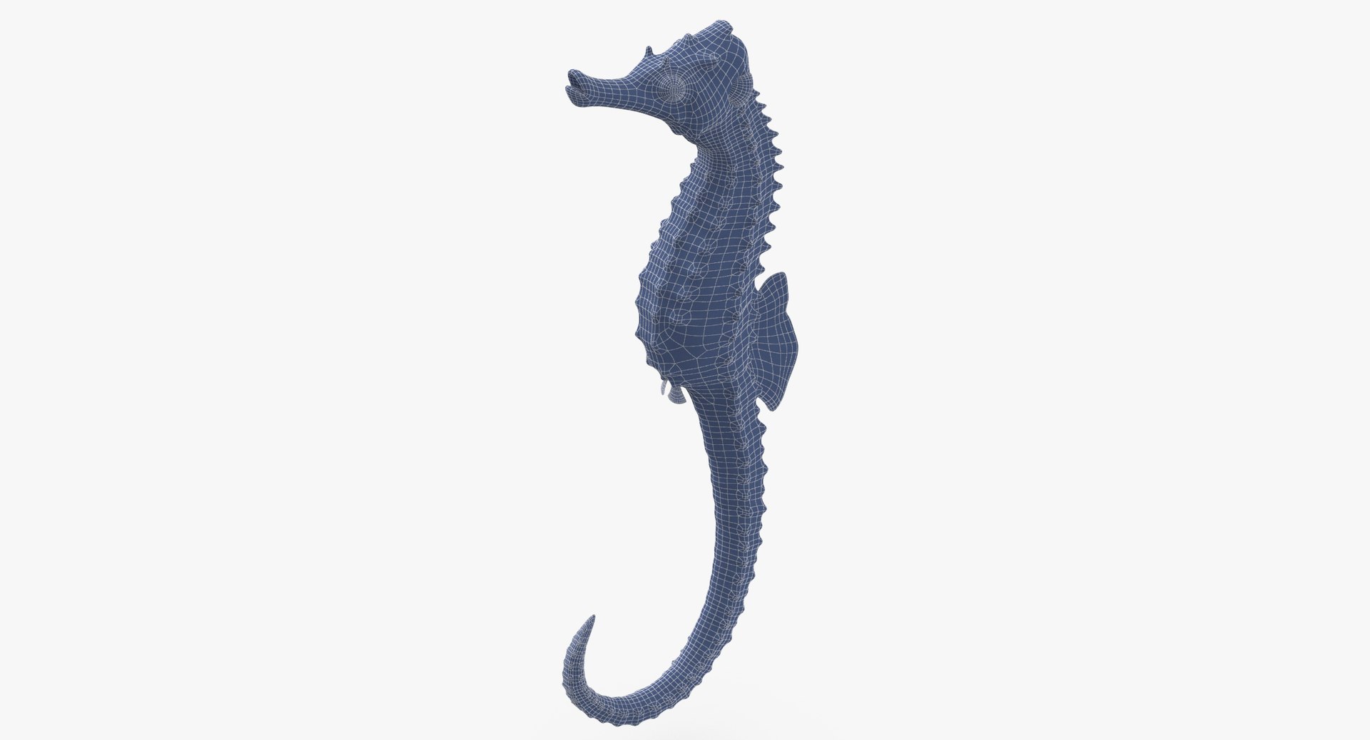seahorse rigged 3d max